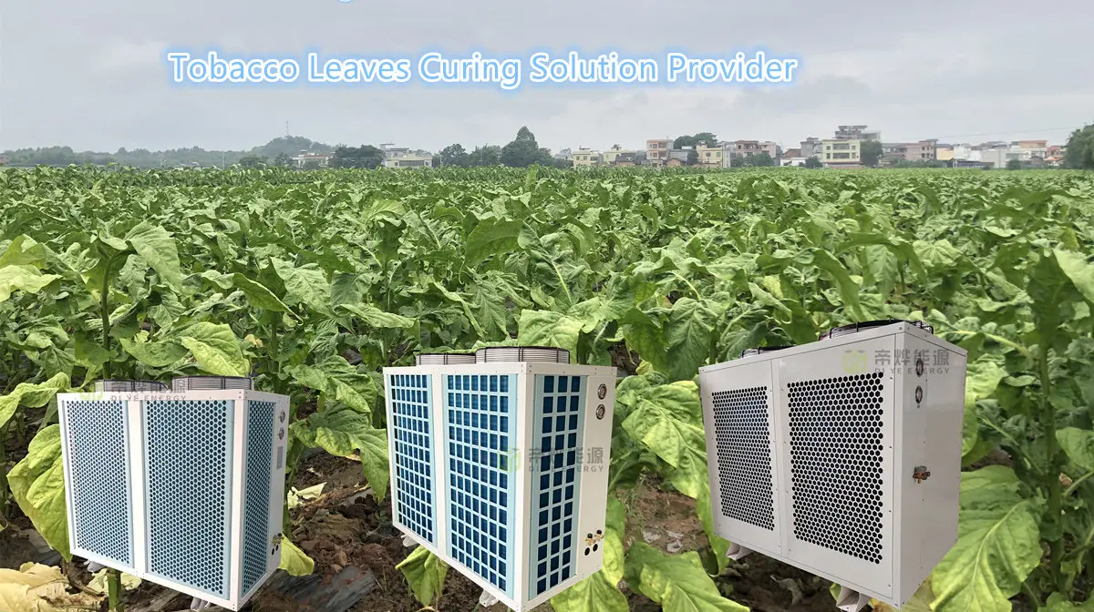 Tobacco Curing/Drying Process Tobacco Curing/Drying Process